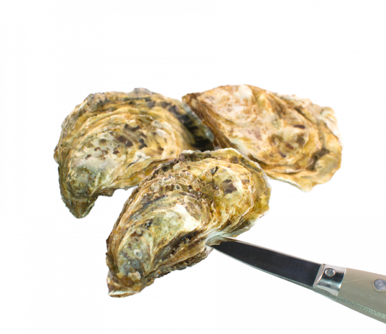 Clair'Ostrea – Huîtres à la Tremblade